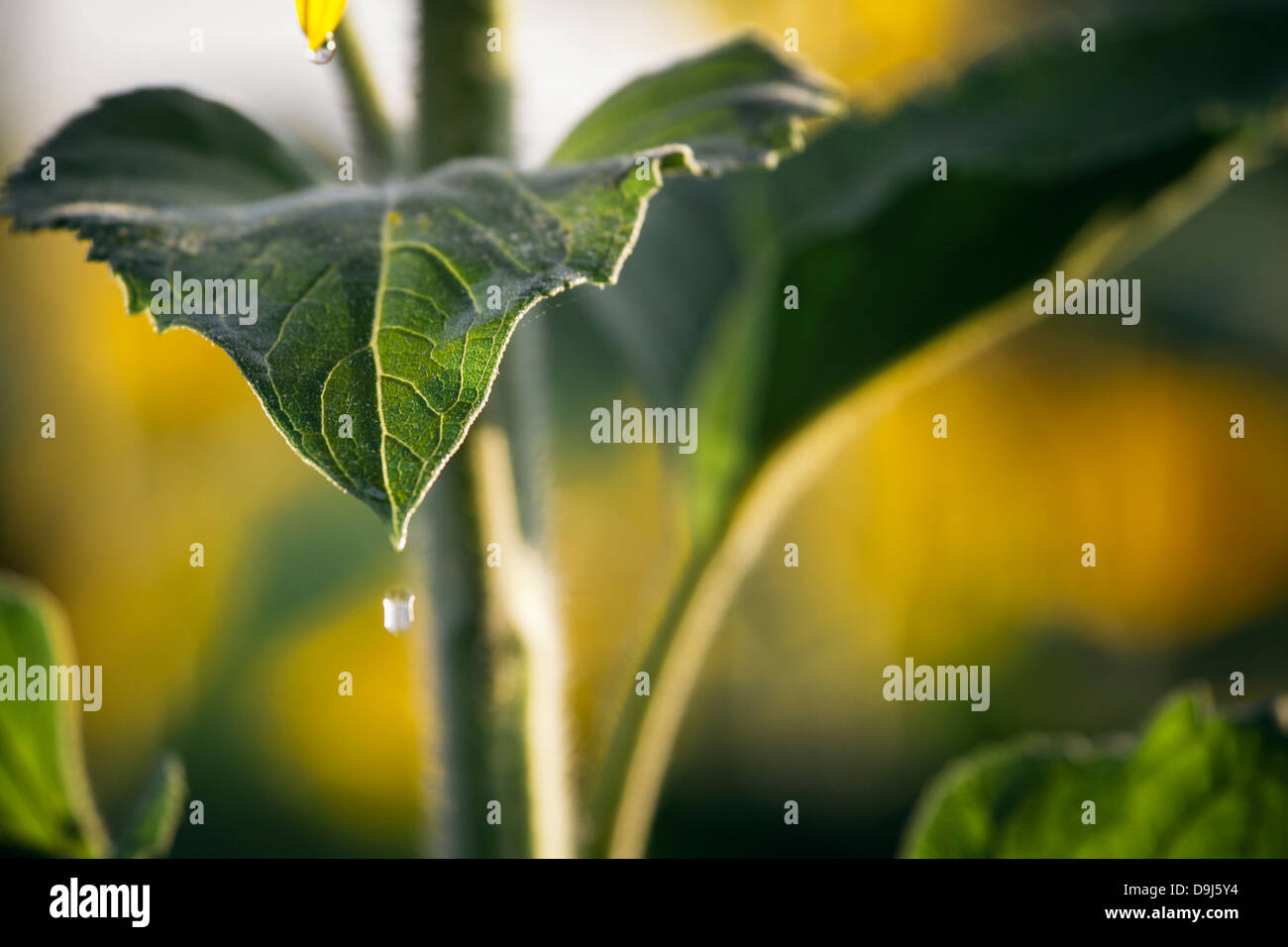 Water drop on sunflower leaf Stock Photo - Alamy