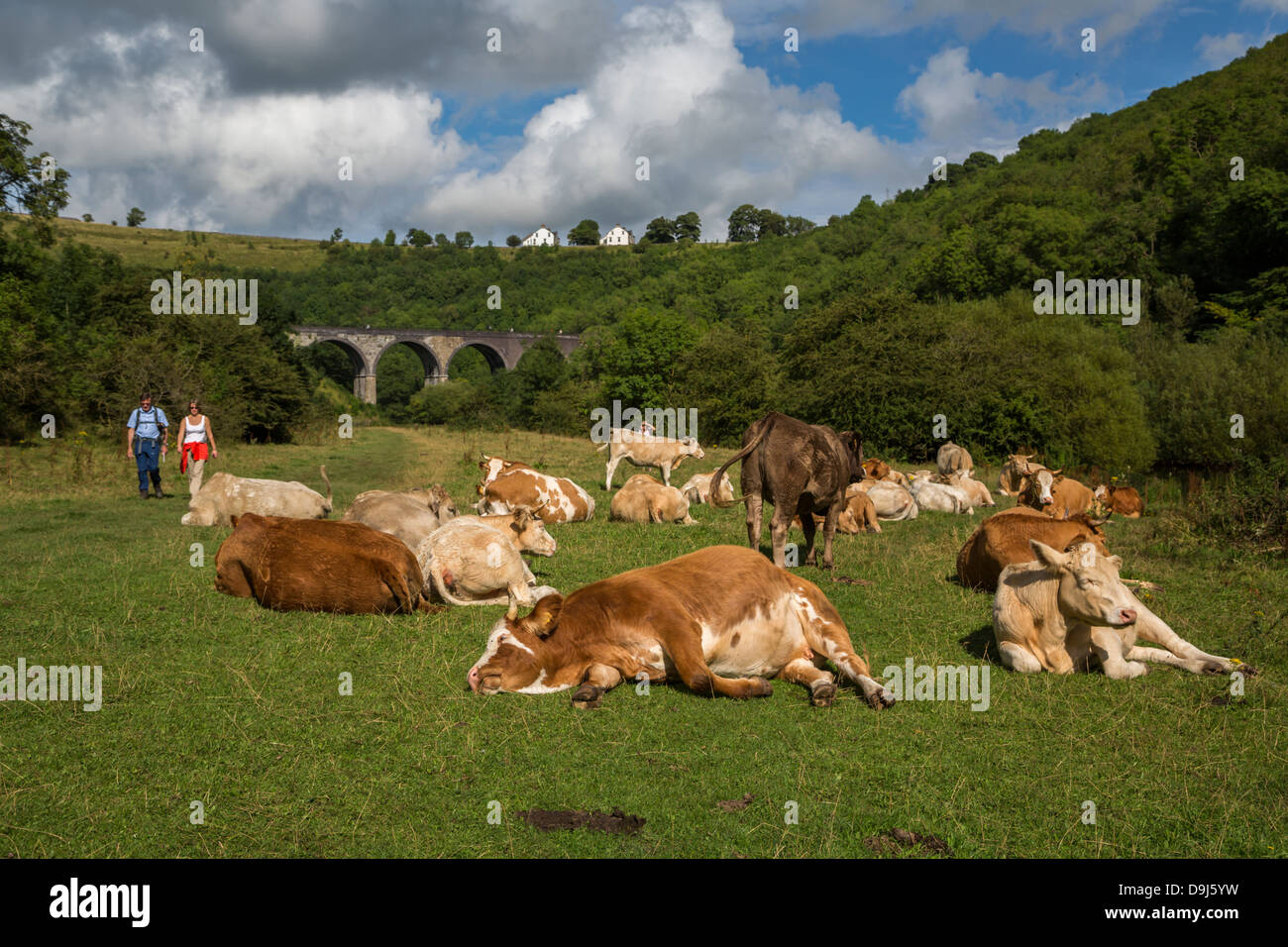 two people walking past large herd of cows resting in a field with ...