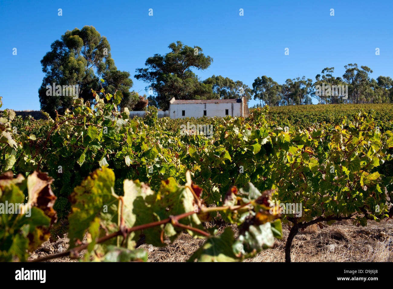 An old labours cottage which is on border Badenhorst vineyard ...