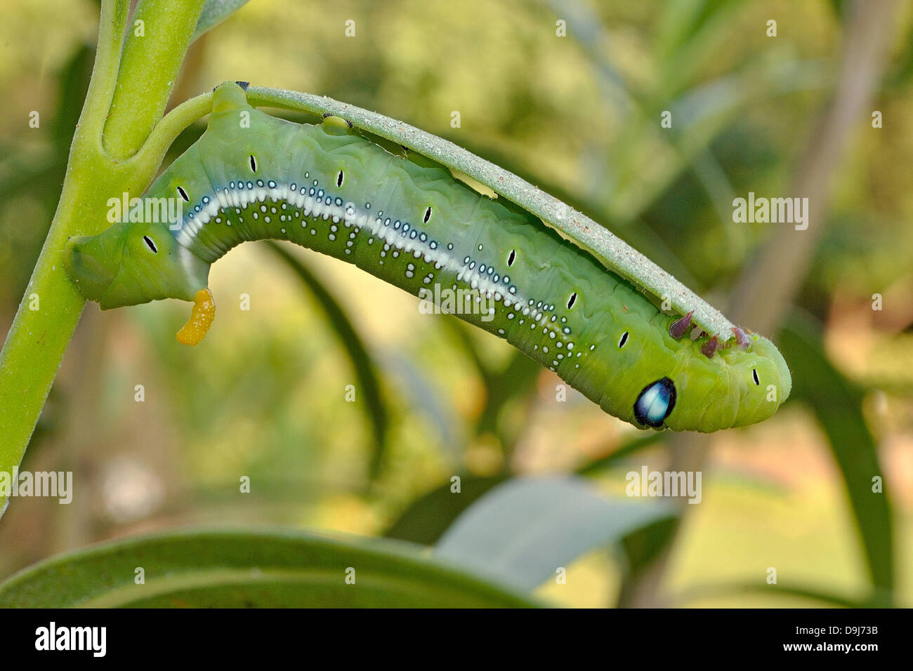 Oleander Hawk Moth Caterpillar