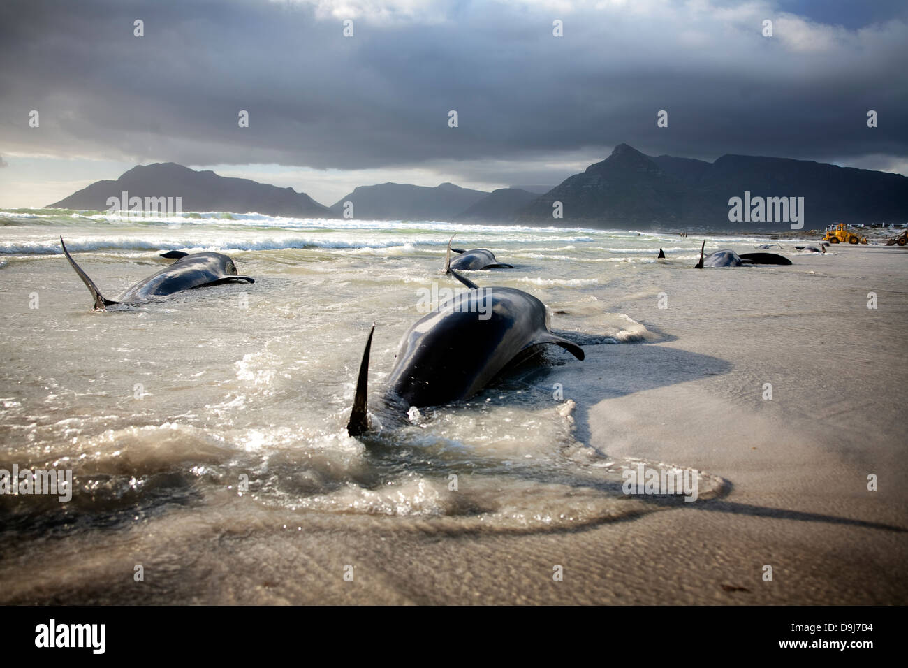 Beached Blue Whale 2009