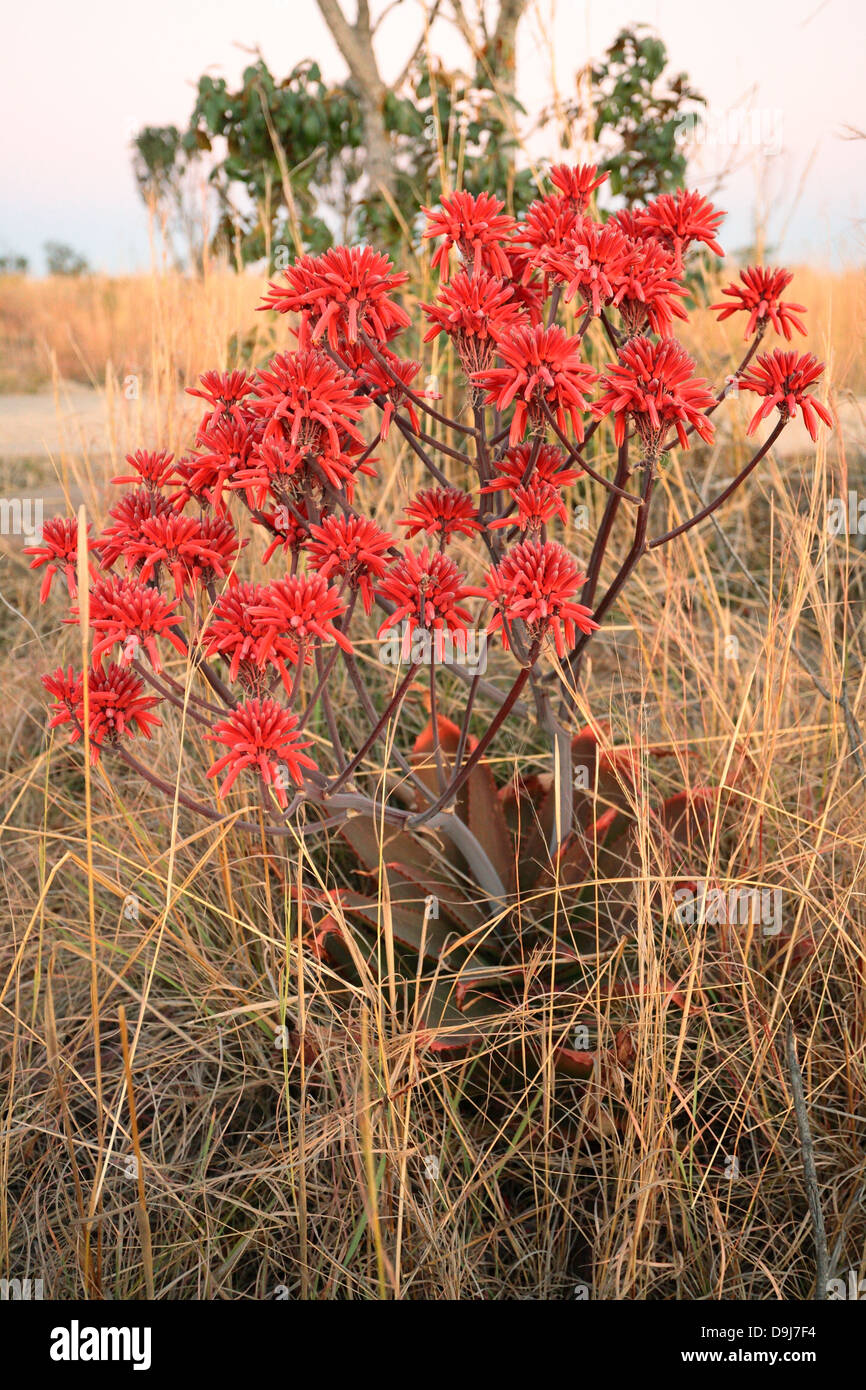 Cryptic aloe species in flower, Mpumalanga Province, South Africa Stock ...