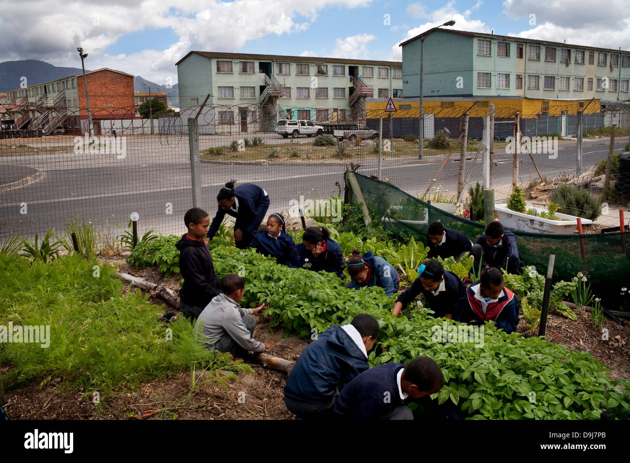 Lavender hill cape town hi-res stock photography and images - Alamy