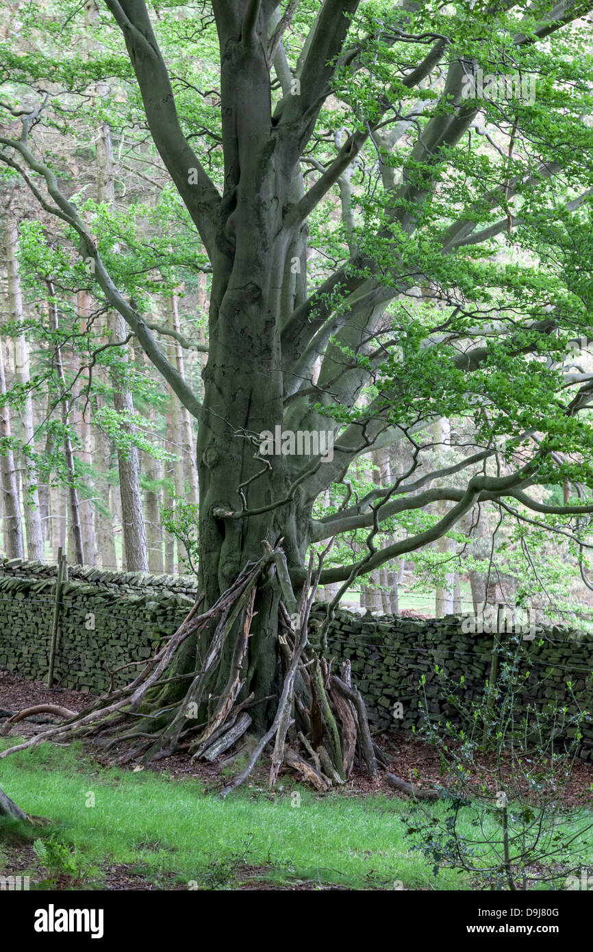 Tree by a wall with cut branches stacked upright against its trunk ...