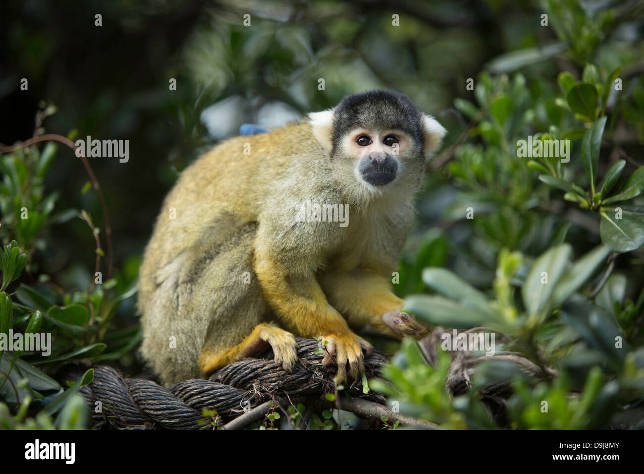 Pygmy squirrel hi-res stock photography and images - Alamy