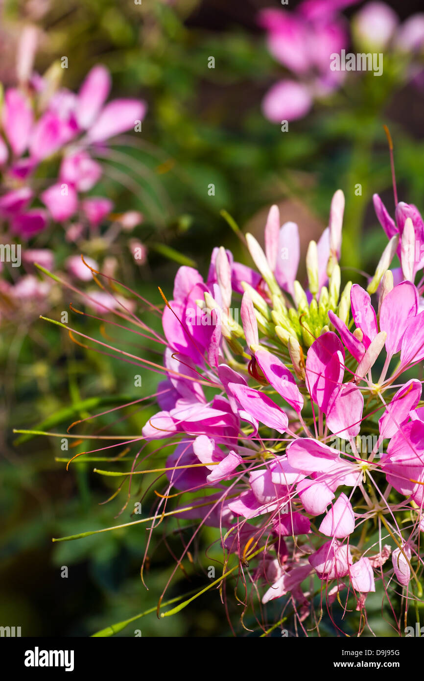 Small pretty pink flowers blooming in a garden Stock Photo - Alamy