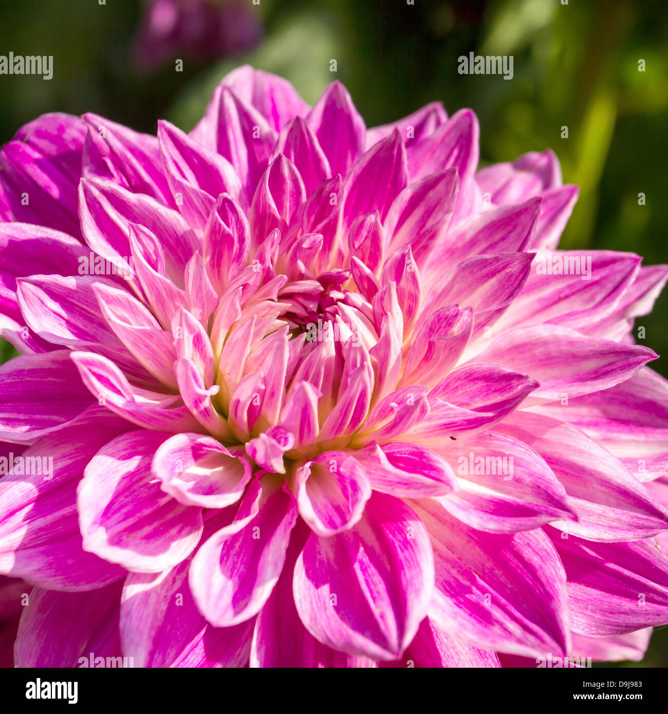Close up flower chrysanthemum hi-res stock photography and images - Alamy