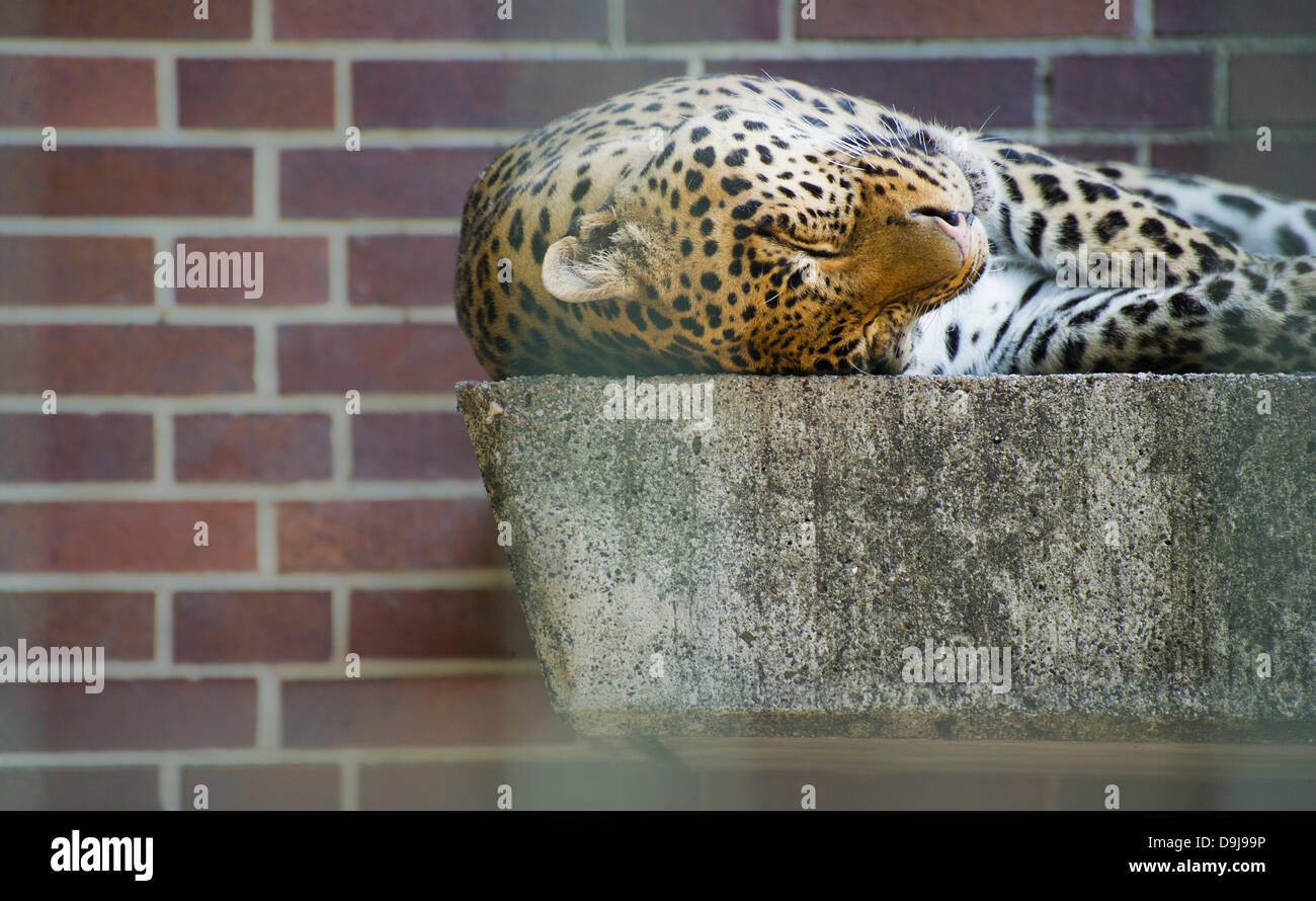Berlin, Germany. 20th June, 2013. A Javan leopard (Panthera pardus ...