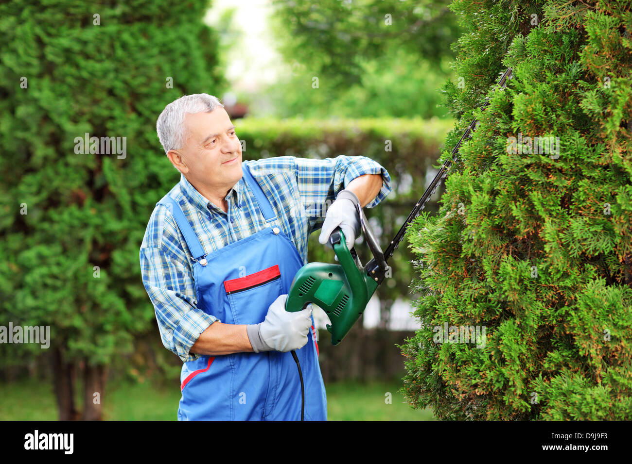 Manual worker trimming a tree in a garden Stock Photo - Alamy