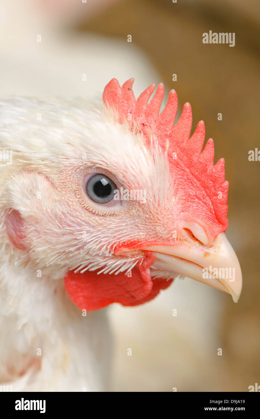 White hen with red crest Stock Photo - Alamy