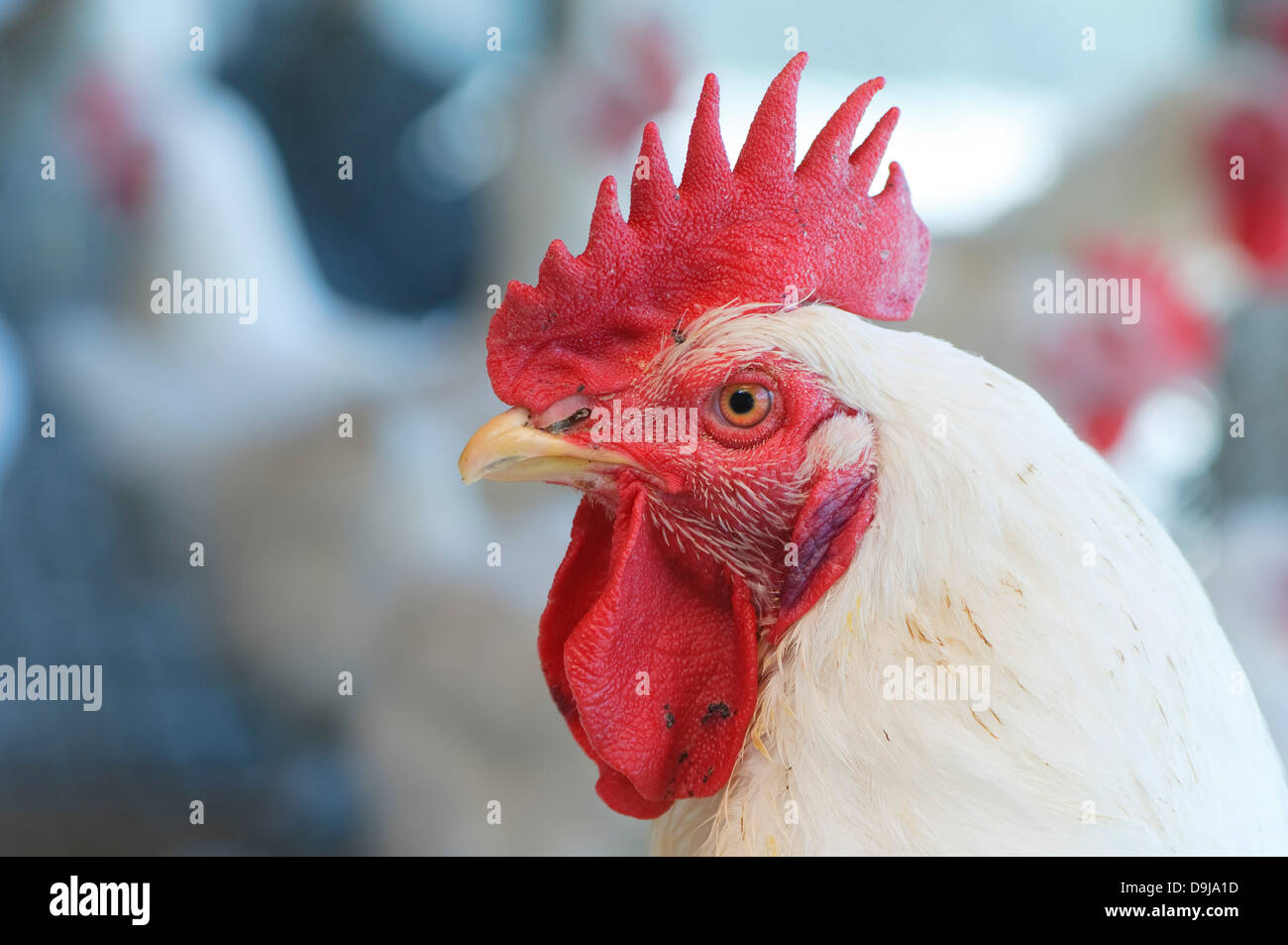 White Rooster with red crest Stock Photo - Alamy