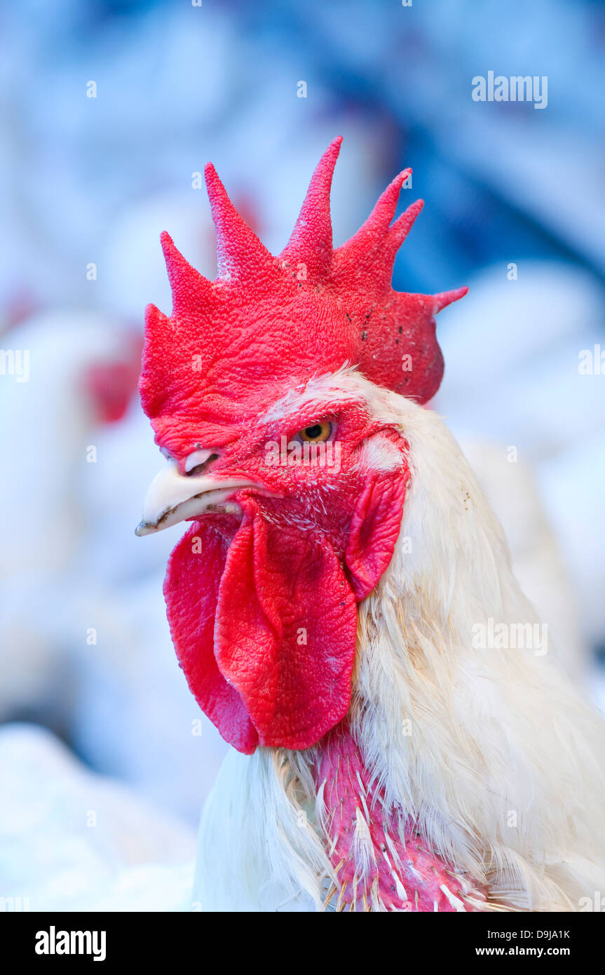 White Rooster with red crest Stock Photo - Alamy