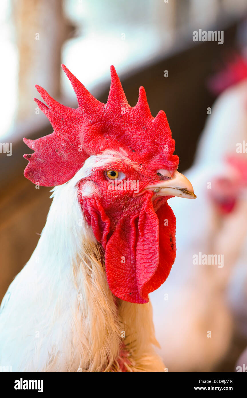 White Rooster with red crest Stock Photo - Alamy