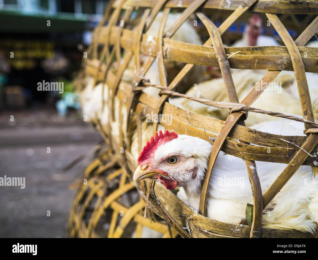 June 17, 2013 - Yangon, Union of Myanmar - Chickens for sale in a ...