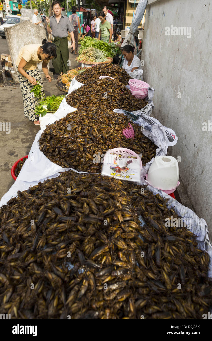 June 18, 2013 - Yangon, Union of Myanmar - Insects for sale as food in ...