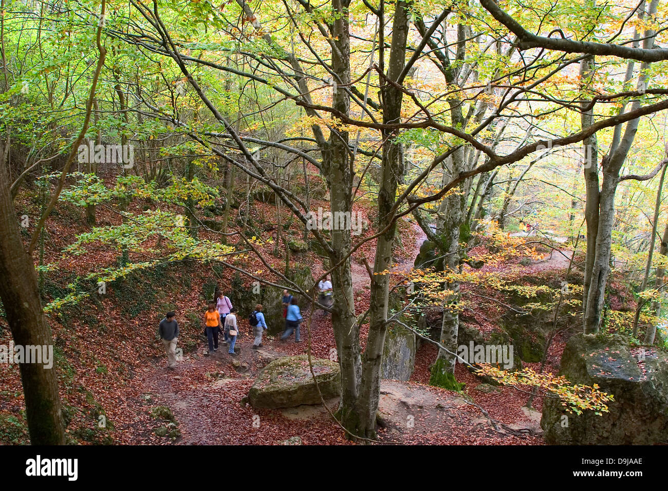 European Beech (Fagus sylvatica). Beechwood in Urederra spring Natural ...