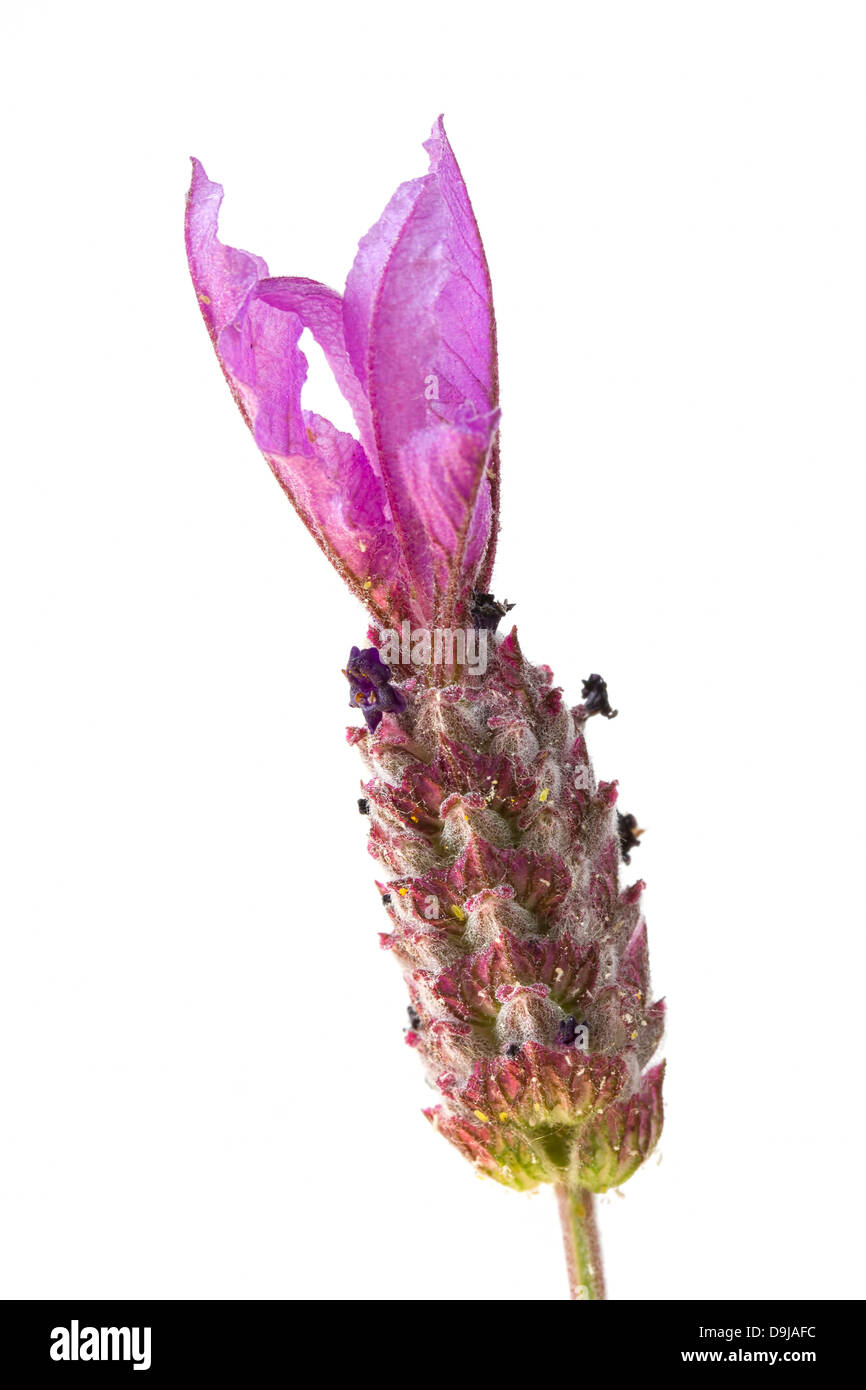 Single lavender flower hi-res stock photography and images - Alamy