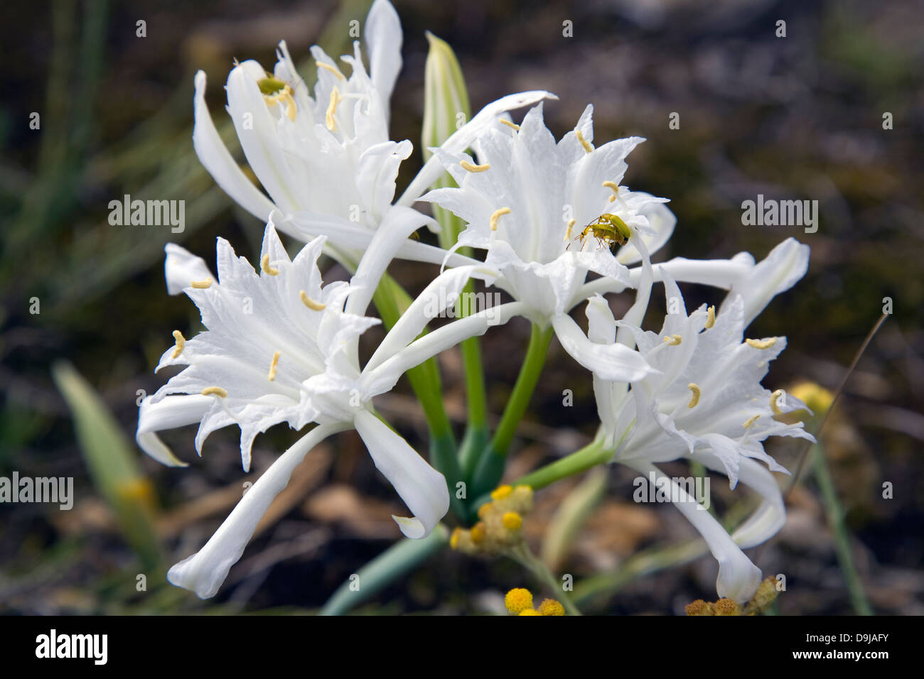 Sand lily hi-res stock photography and images - Alamy