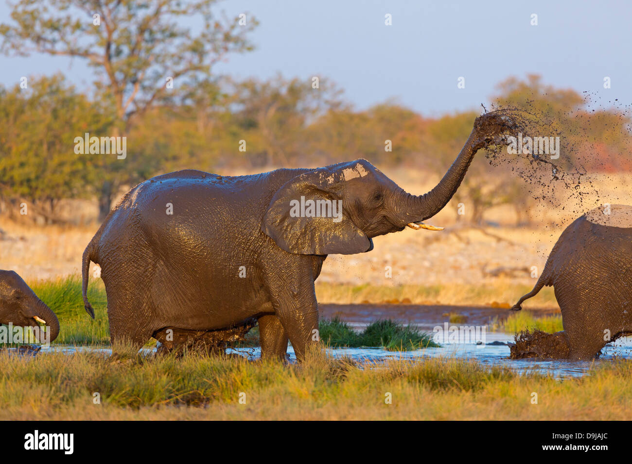 African Bush Elephant, African Savanna Elephant, Afrikanischer Elefant ...