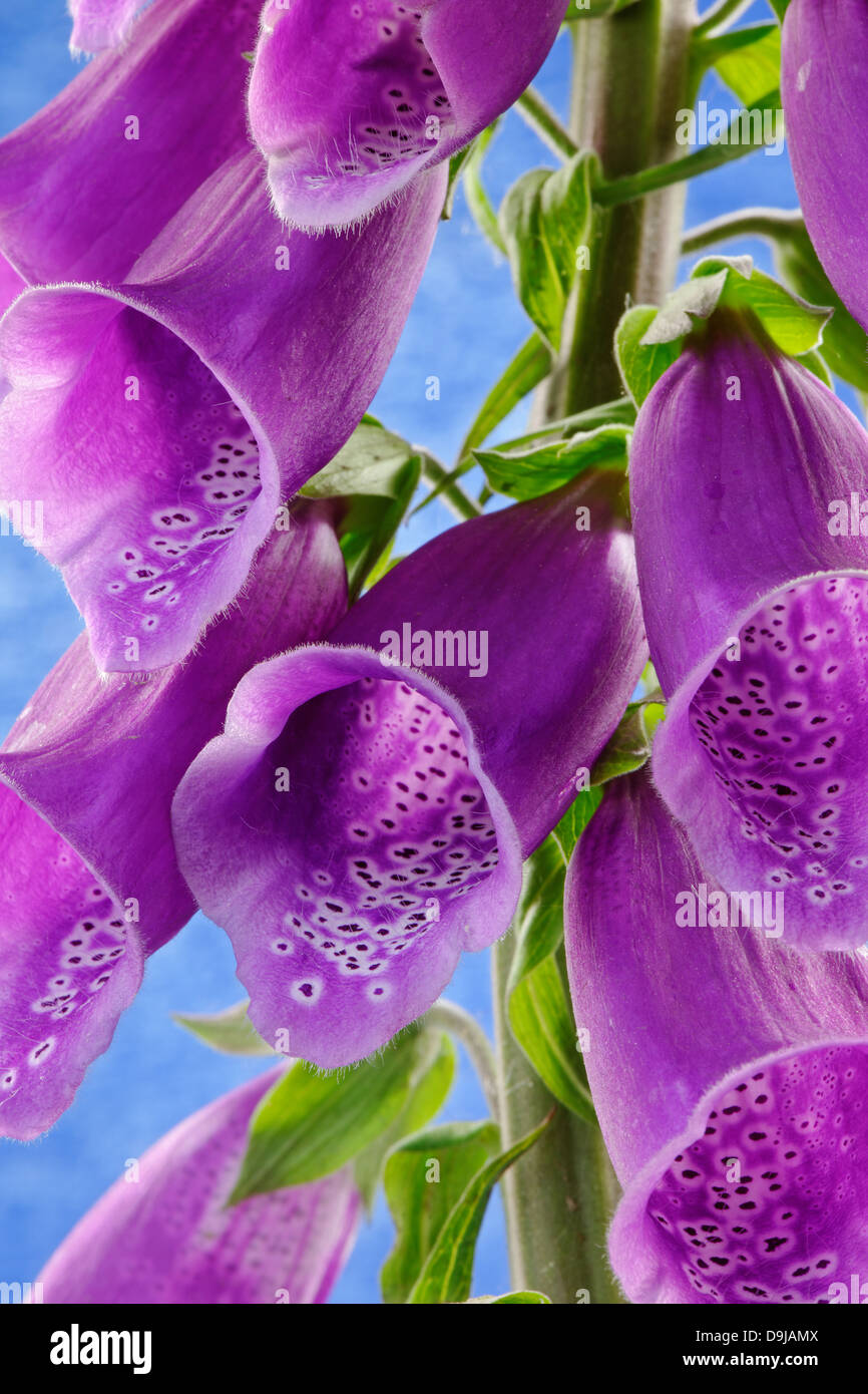 Close Up Of The Flowers Of A Common Foxglove Digitalis Purpurea Stock