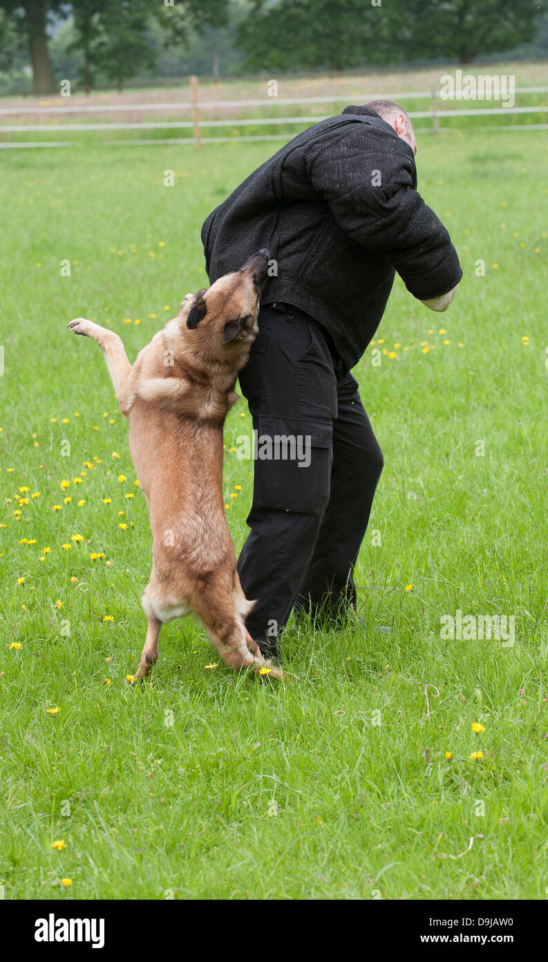 Police dog handler being attacked during a training session Stock Photo ...