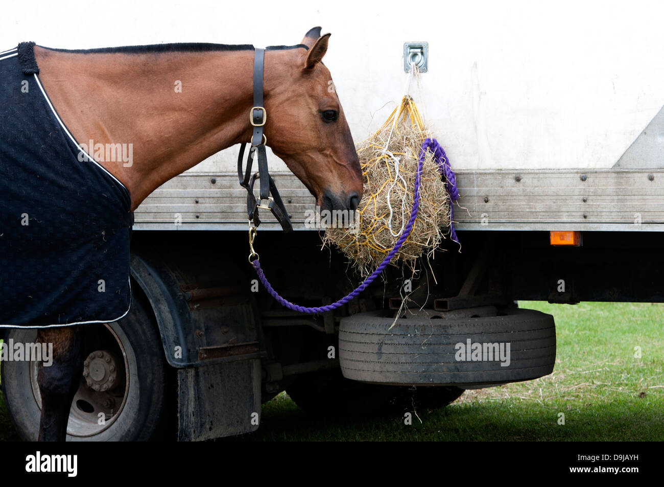 Polo pony eating hay Stock Photo - Alamy