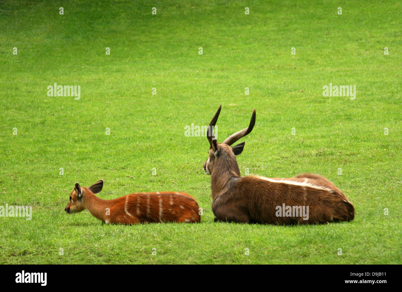 A baby and mother antelope sitting on the green grass Stock Photo - Alamy