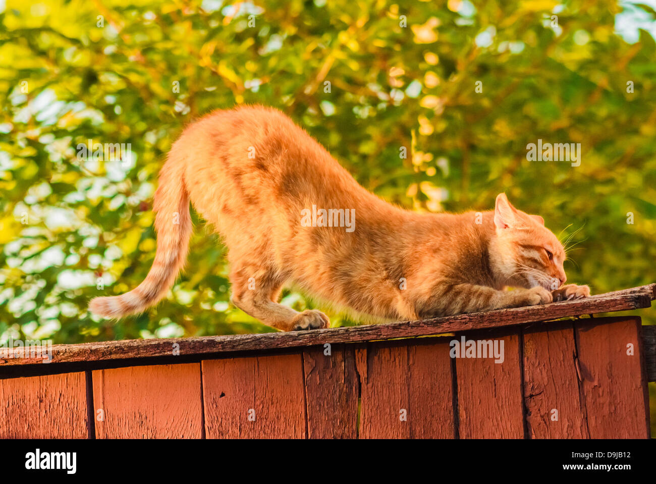 Domestic cat claws hi-res stock photography and images - Alamy