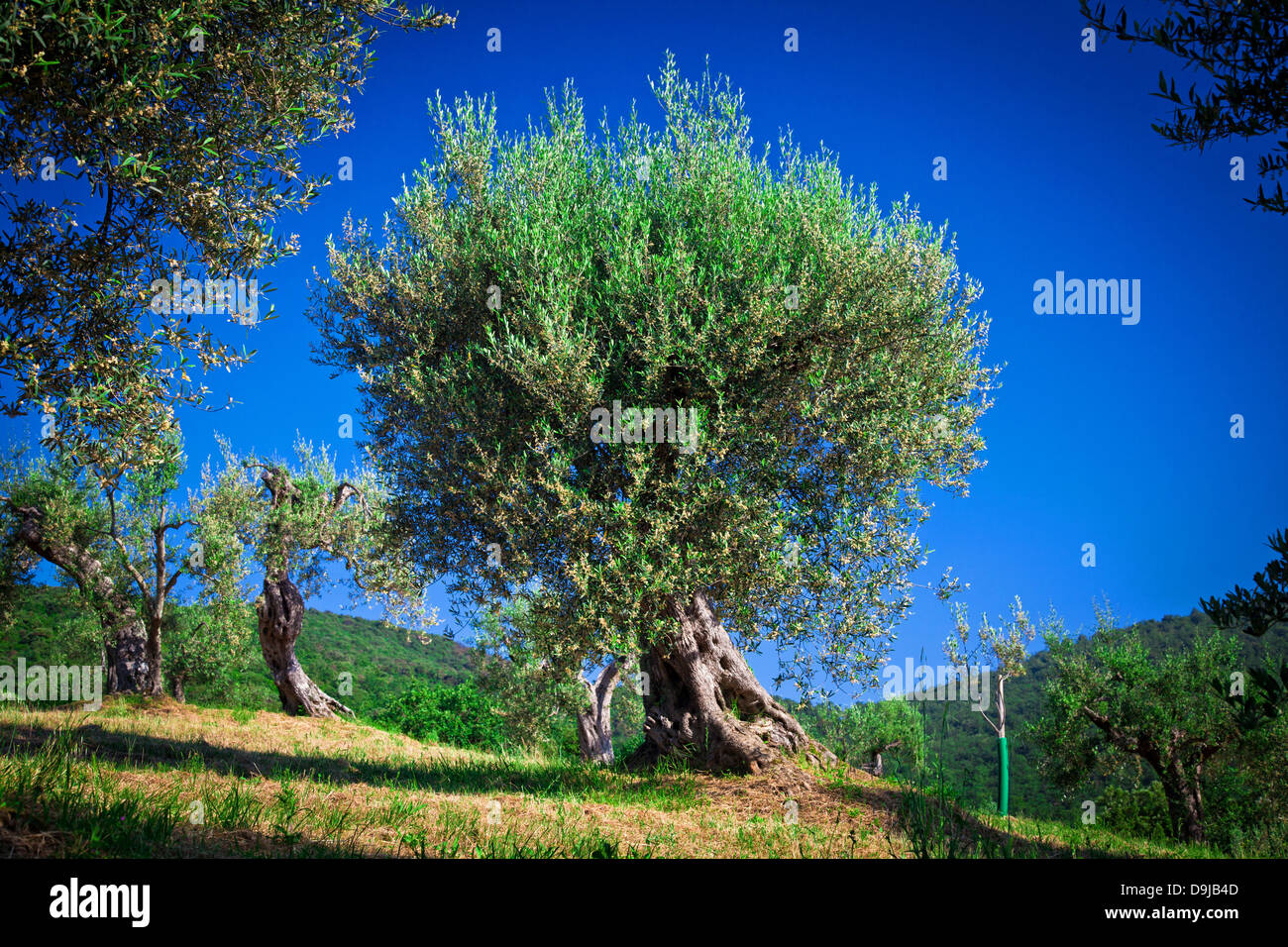 old olive tree in tuscany, italy Stock Photo - Alamy