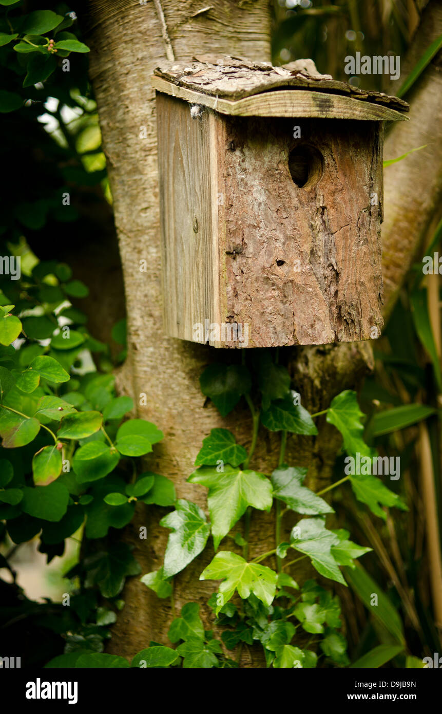 Handmade wooden bird box nailed to a tree with ivy around Stock Photo ...