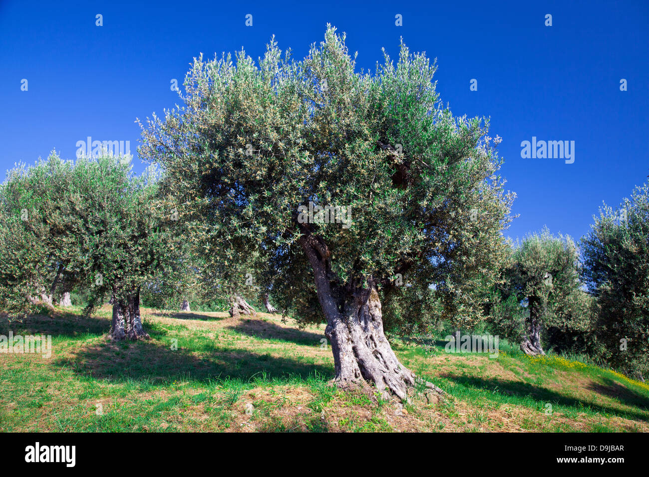 old olive tree in tuscany, italy Stock Photo - Alamy
