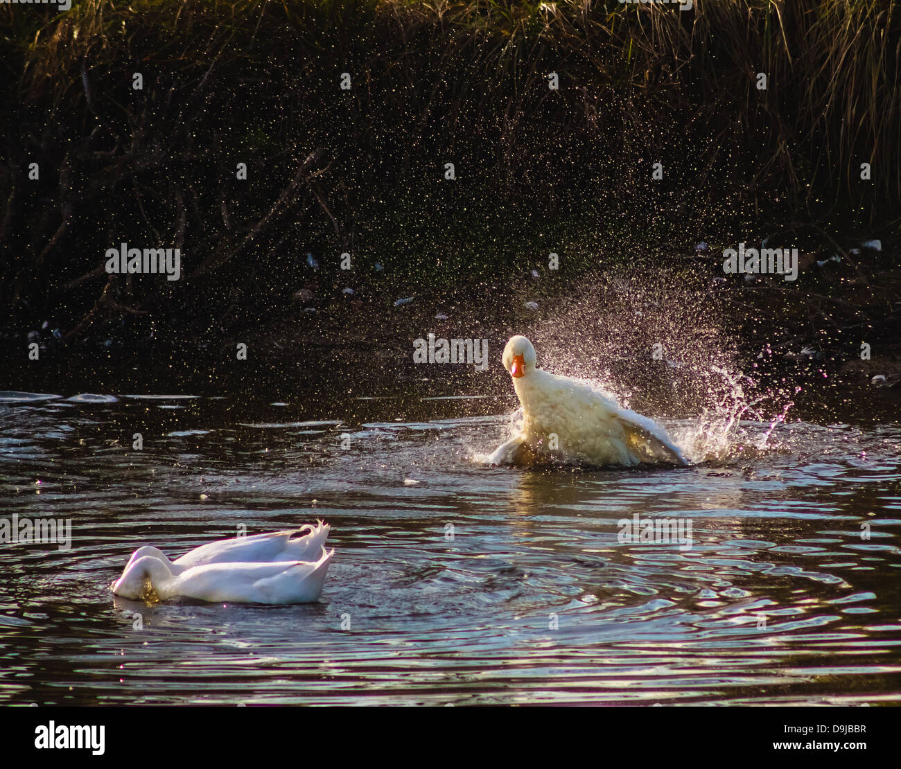 Goose Fighting And Splashing At The Lake Stock Photo - Alamy