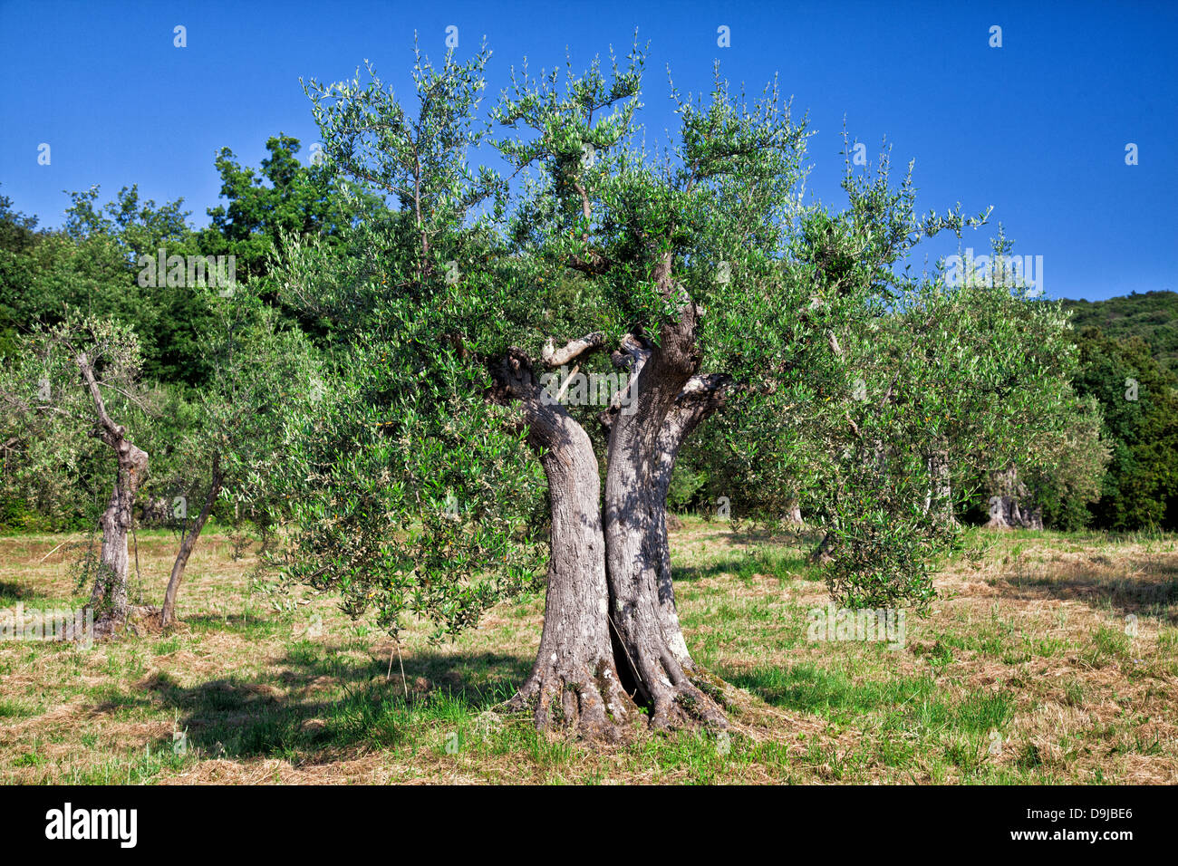 old olive tree in tuscany, italy Stock Photo - Alamy