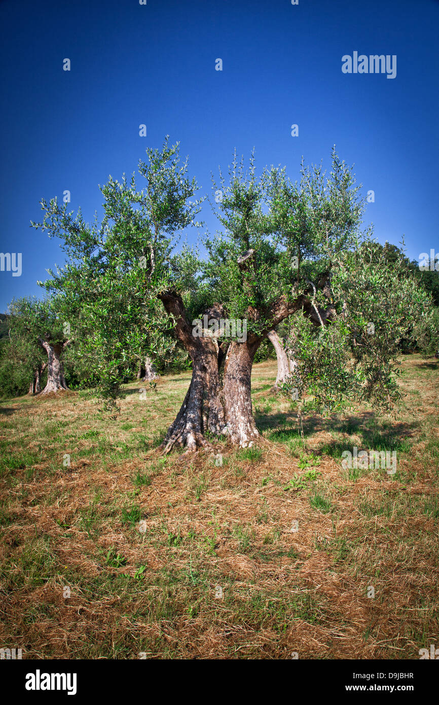 old olive tree in tuscany, italy Stock Photo - Alamy