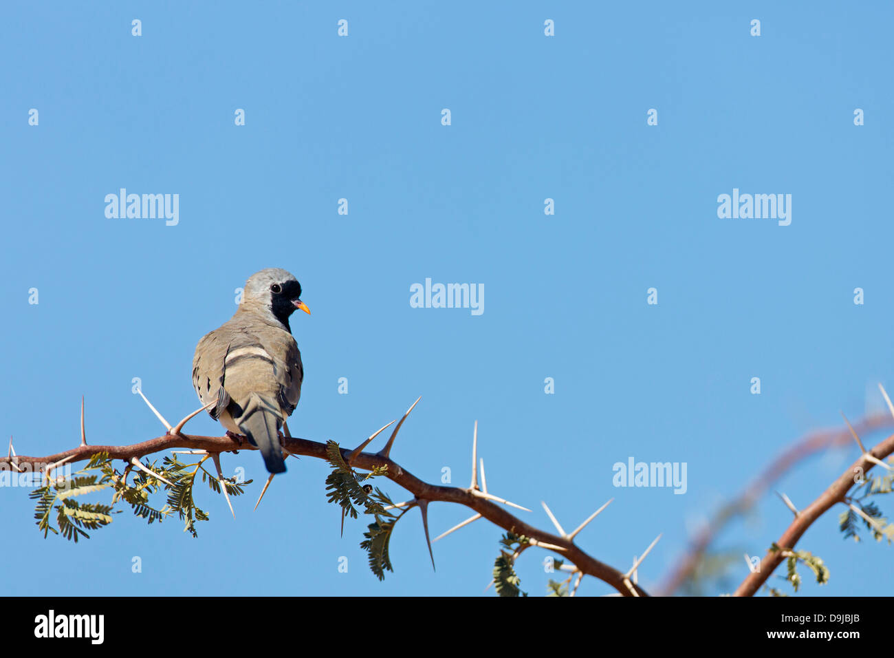 Oena capensis capensis hi-res stock photography and images - Alamy