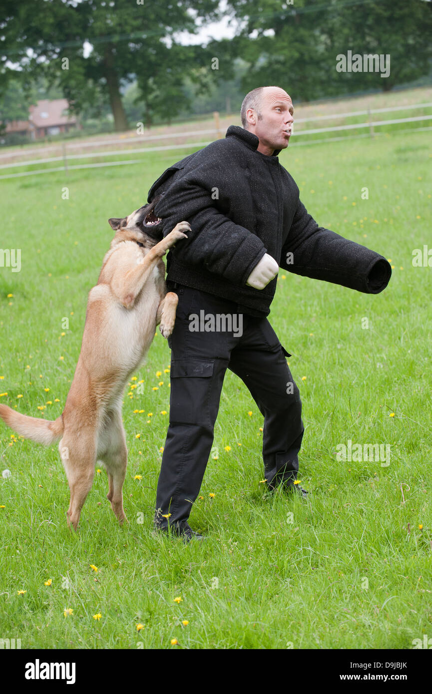 Policeman police dog hi-res stock photography and images - Alamy