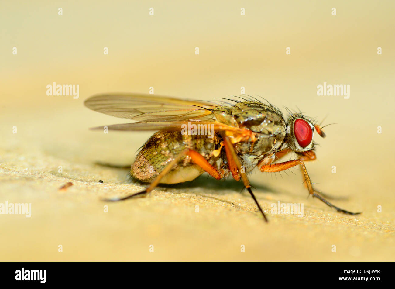 Mites hi-res stock photography and images - Alamy