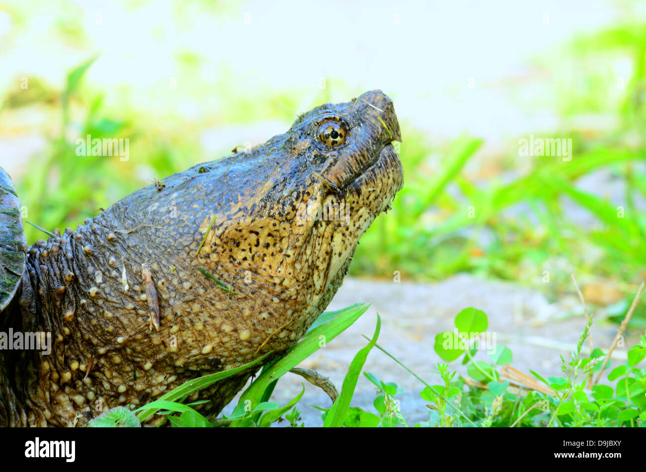 Snapping Turtle closeup macro shot of its head Stock Photo - Alamy