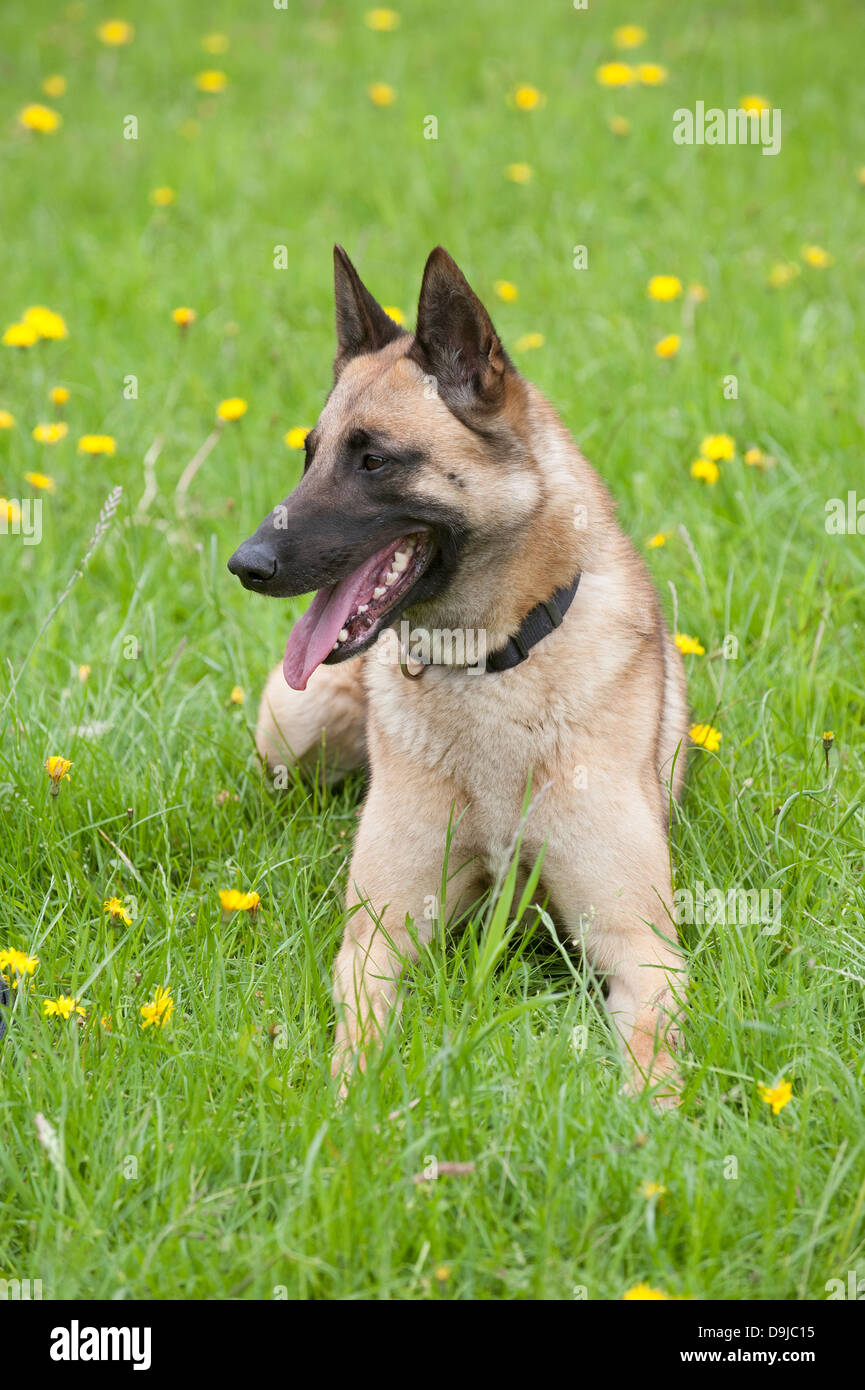 Police dog obedience hi-res stock photography and images - Alamy
