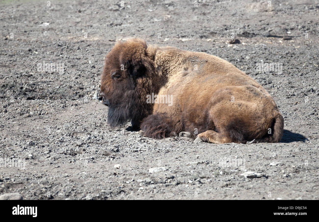 Bull bison sleeping hi-res stock photography and images - Alamy
