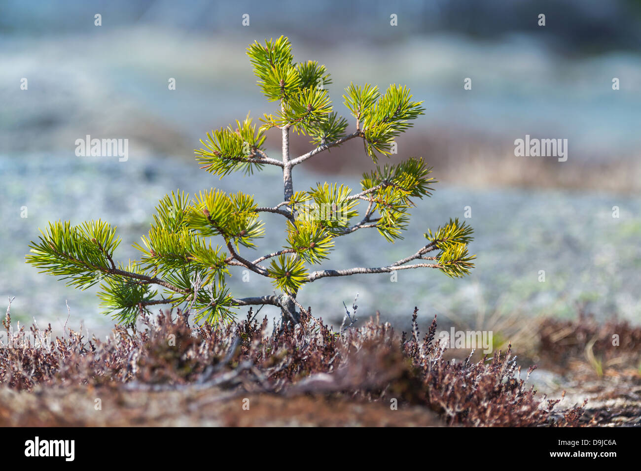 Small pine tree in Norway Stock Photo - Alamy