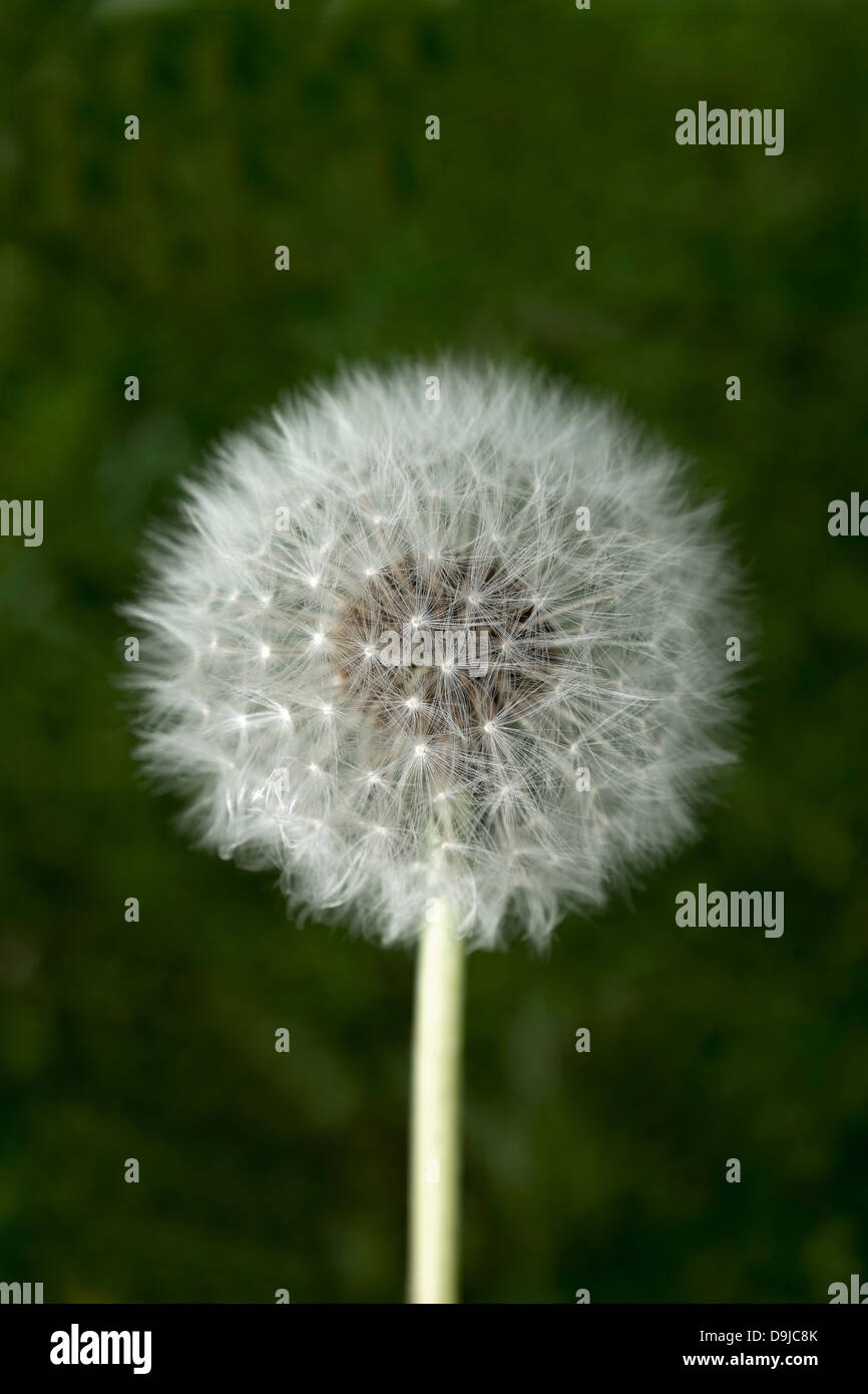 Dandelion seed pods hi-res stock photography and images - Alamy