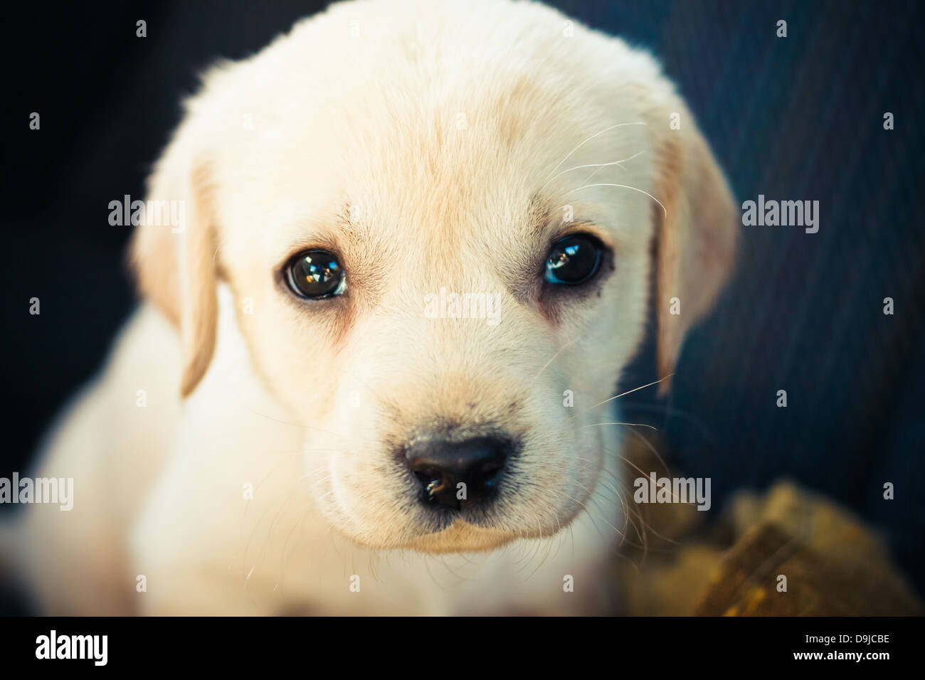 Golden Retriever Puppy Of 7 Weeks Old Stock Photo - Alamy