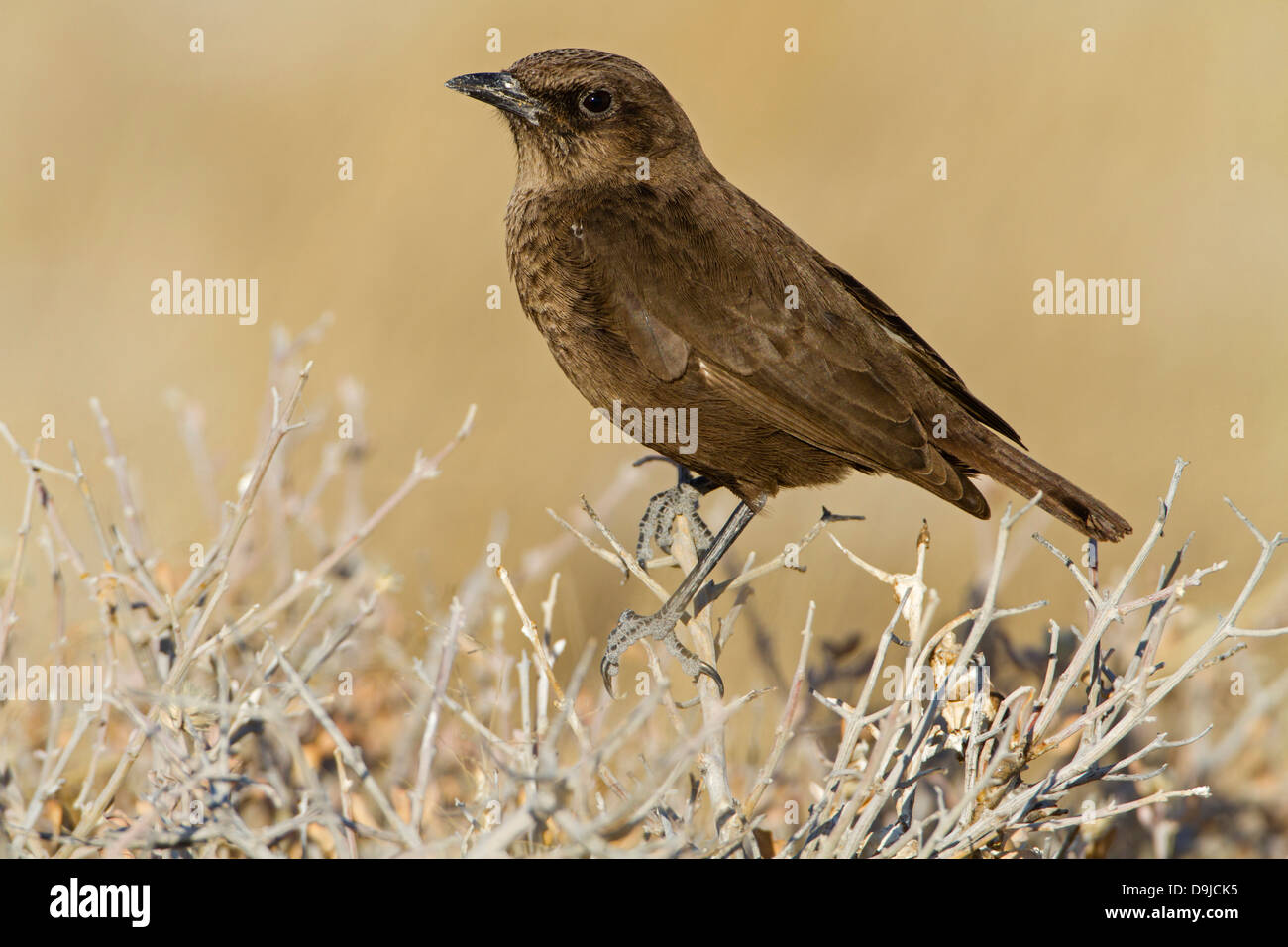 Southern Anteater Chat, Southern Anteater-Chat, Myrmecocichla ...
