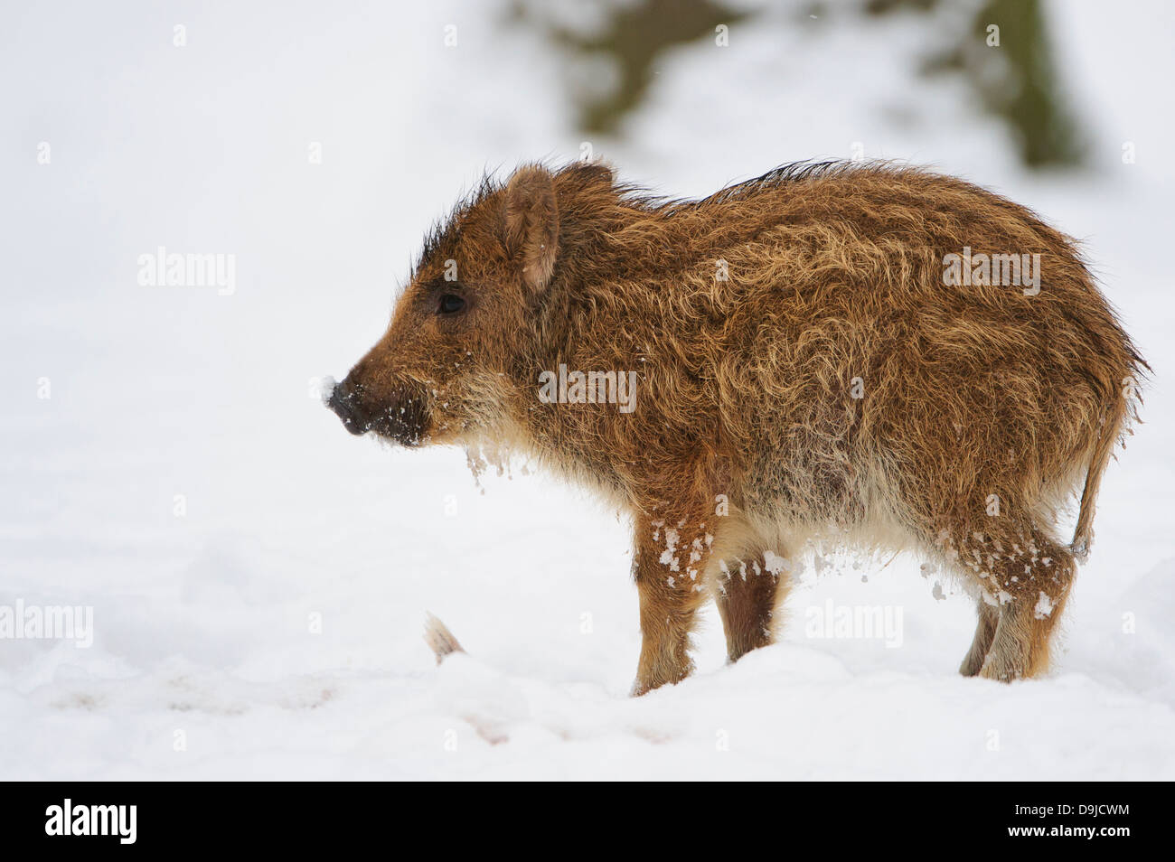 Wild boar, Sus scrofa, Wildschwein, Piglet, Piglets, Frischling ...