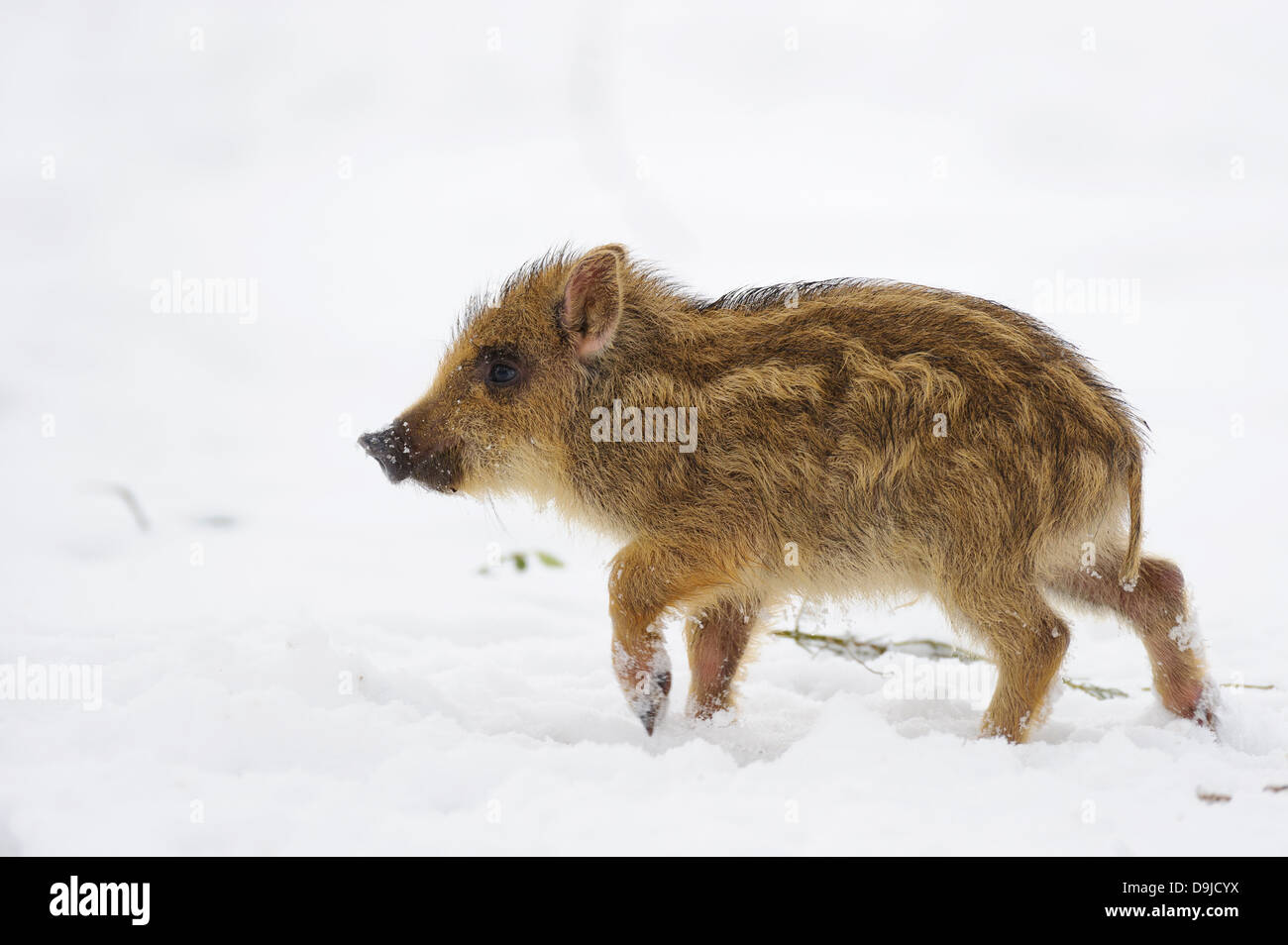 Wild boar, Sus scrofa, Wildschwein, Piglet, Piglets, Frischling ...