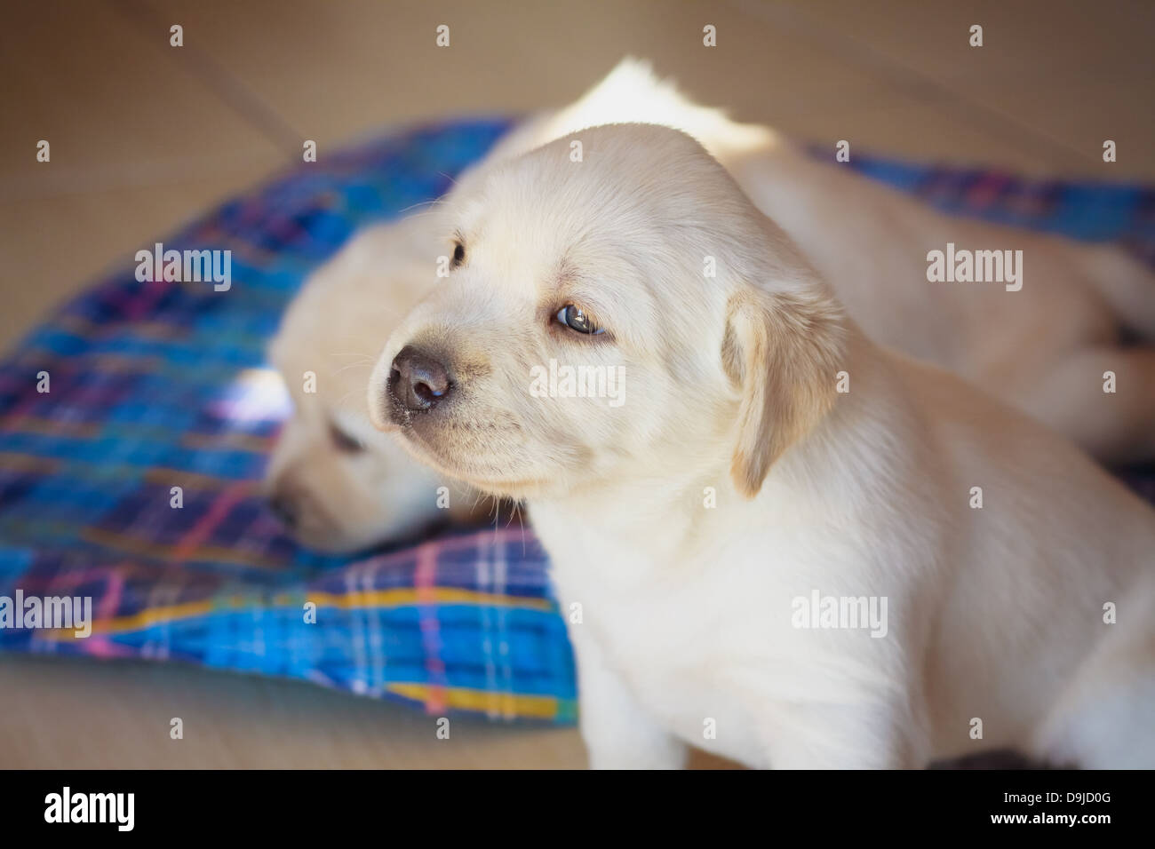 Golden retriever puppy weeks old hi-res stock photography and images ...