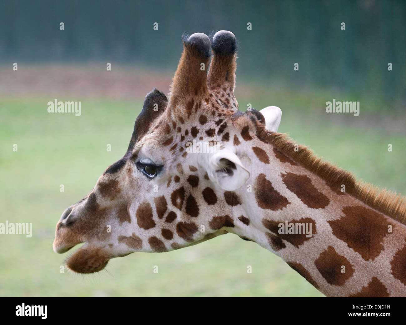 Face head giraffe zoo hi-res stock photography and images - Alamy