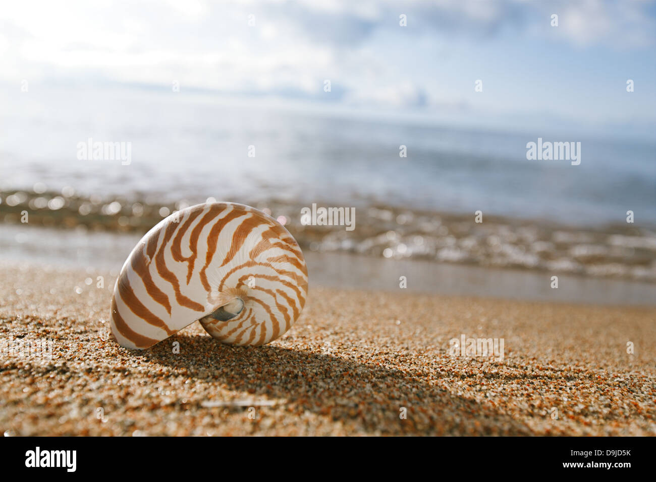 nautilus shell on the issyk-kul beach sand with mountains on background ...