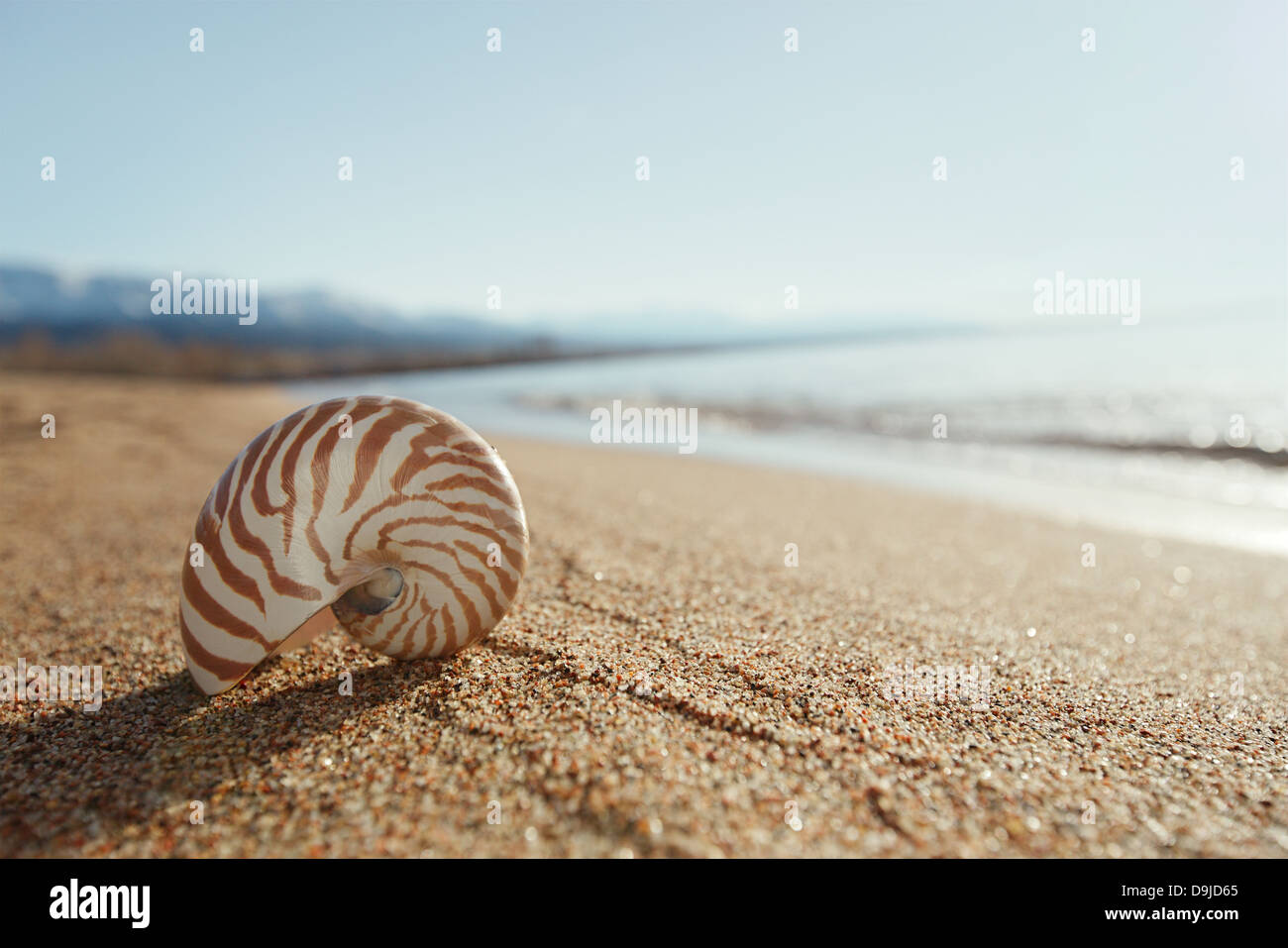 nautilus shell on the issyk-kul beach sand with mountains on background ...